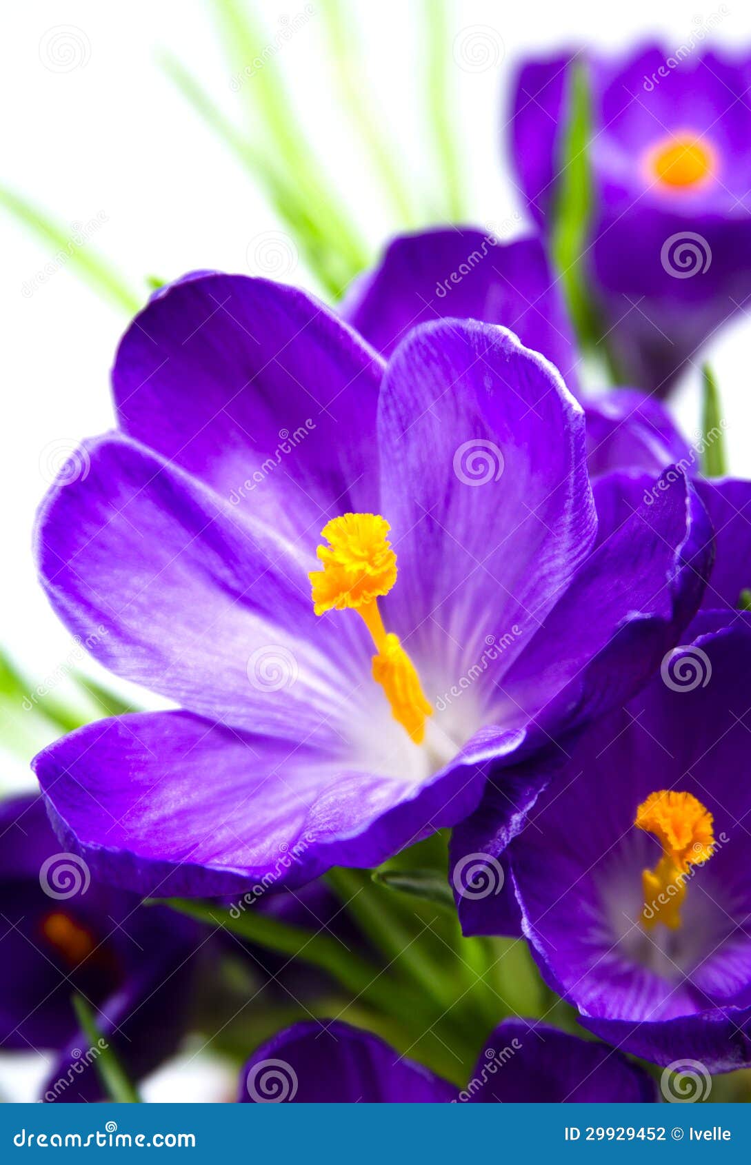 Early spring purple Crocus stock photo. Image of spring - 29929452