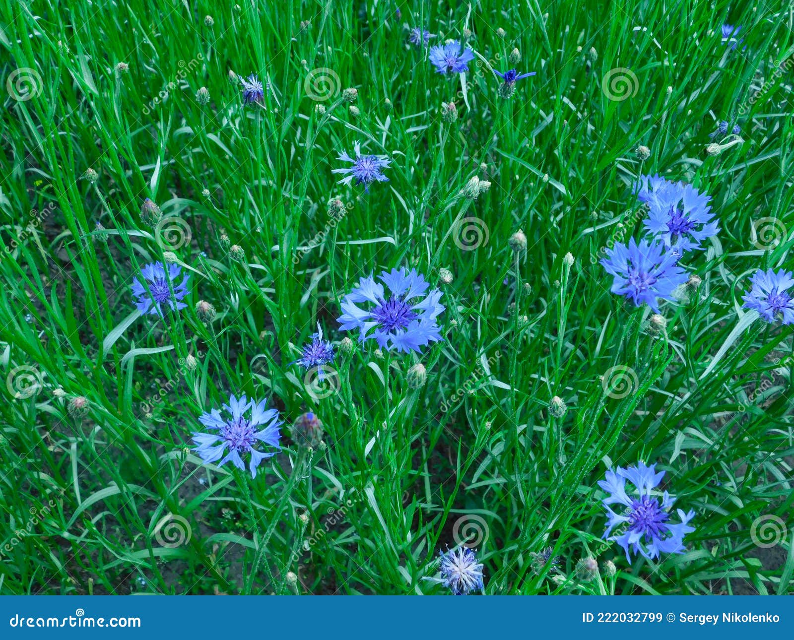 Early Spring Purple Flowers on Green Grass. Stock Image - Image of ...