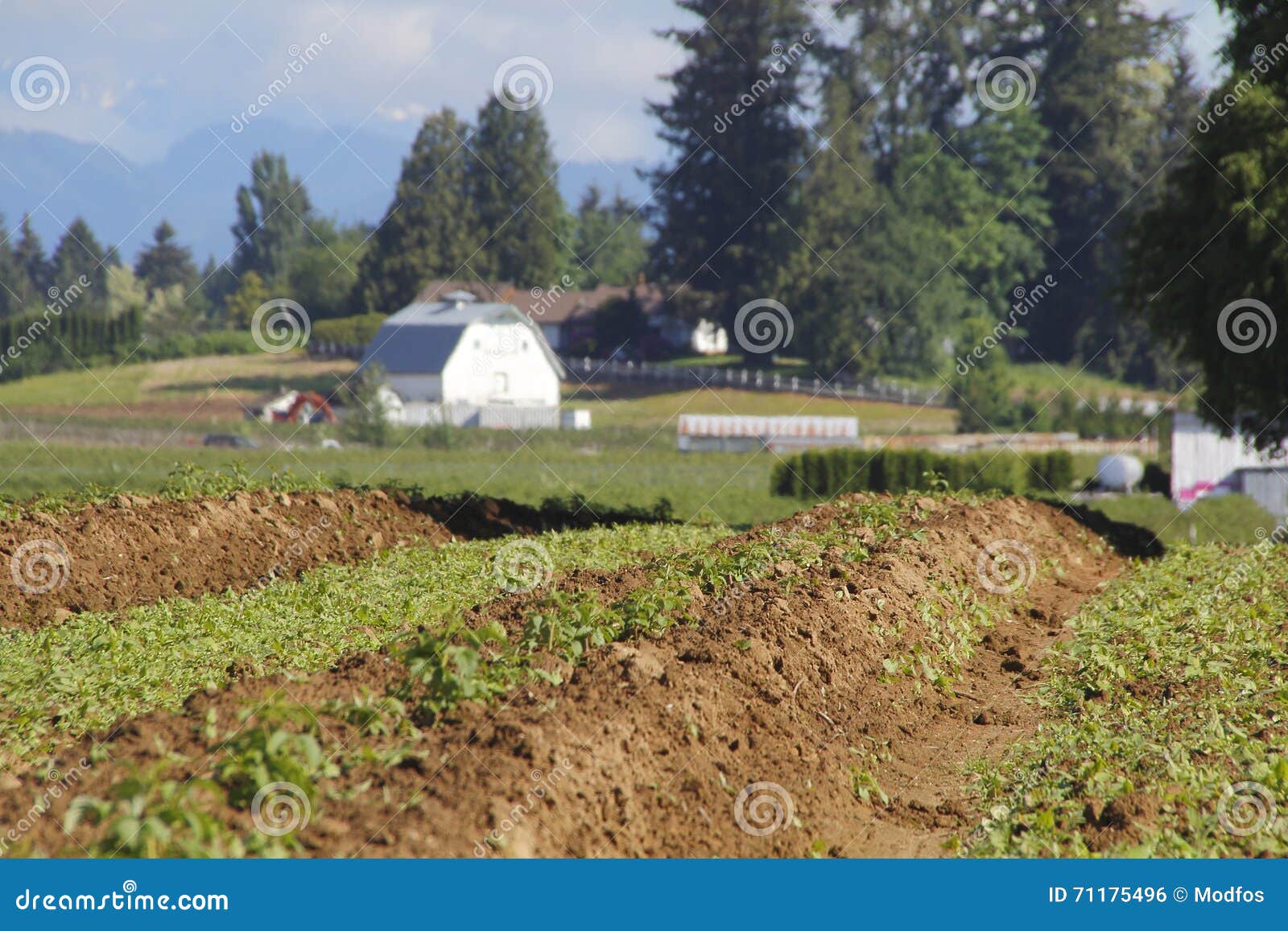 Early Spring Raspberry Field Stock Photo - Image of spring, food: 71175496