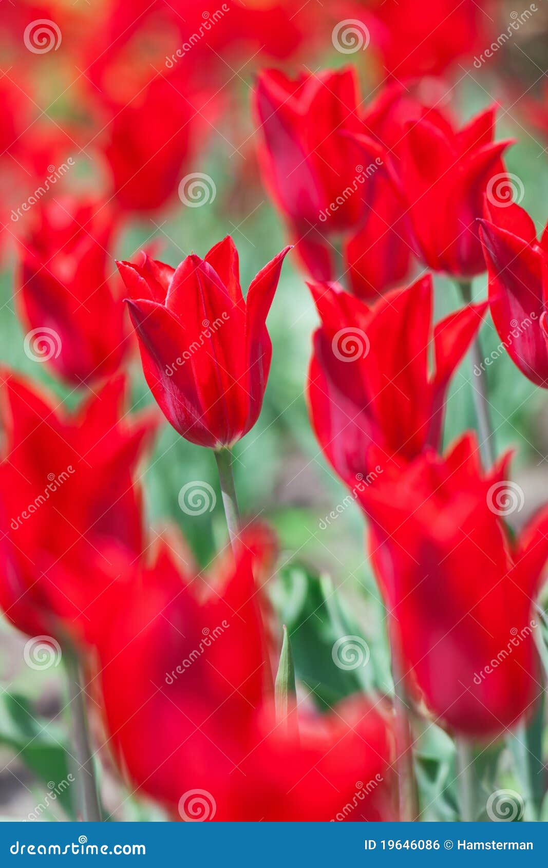 Early Spring Red Tulip on Flower Bed Stock Photo - Image of beauty ...