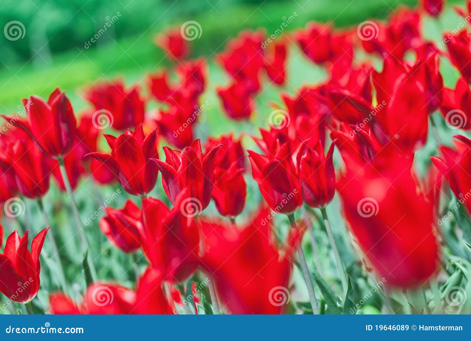Early Spring Red Tulip on Flower Bed Stock Image - Image of beauty ...