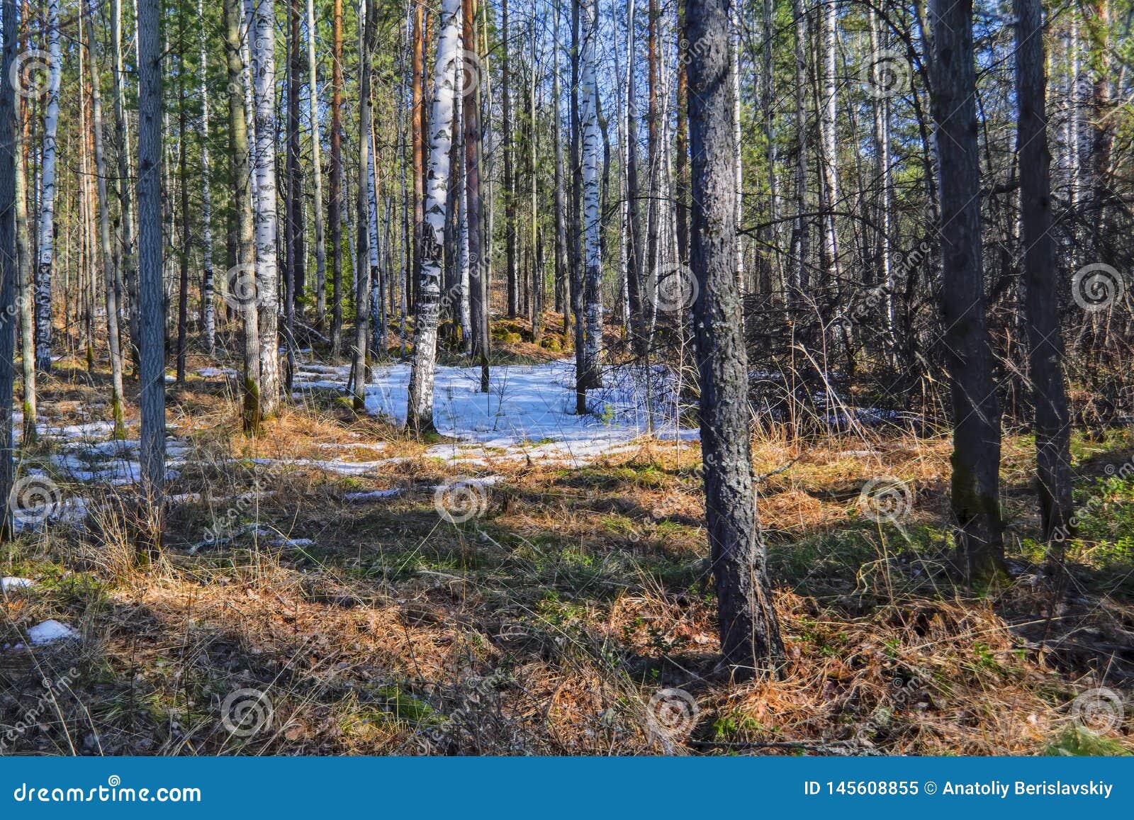 Early Spring Scene Melts Snow in the Forest Stock Image - Image of ...