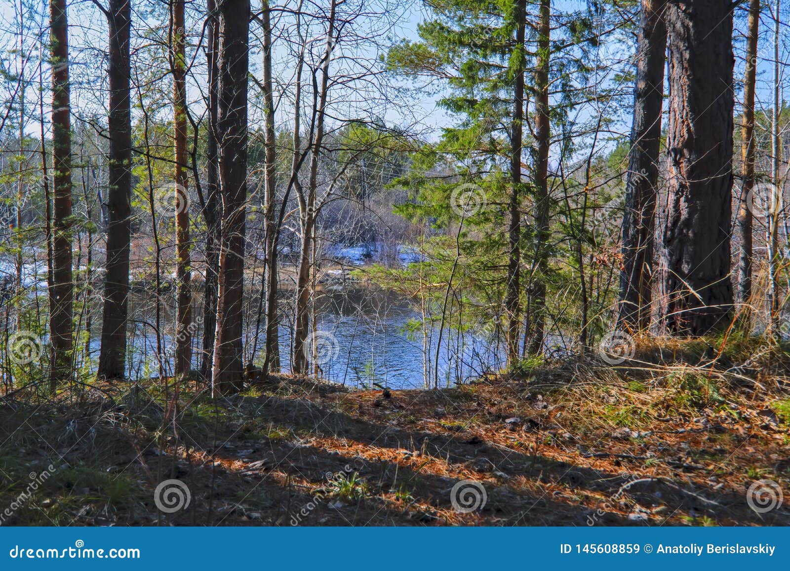 Early Spring Scene Melts Snow in the Forest Stock Image - Image of freeze, blue: 145608859