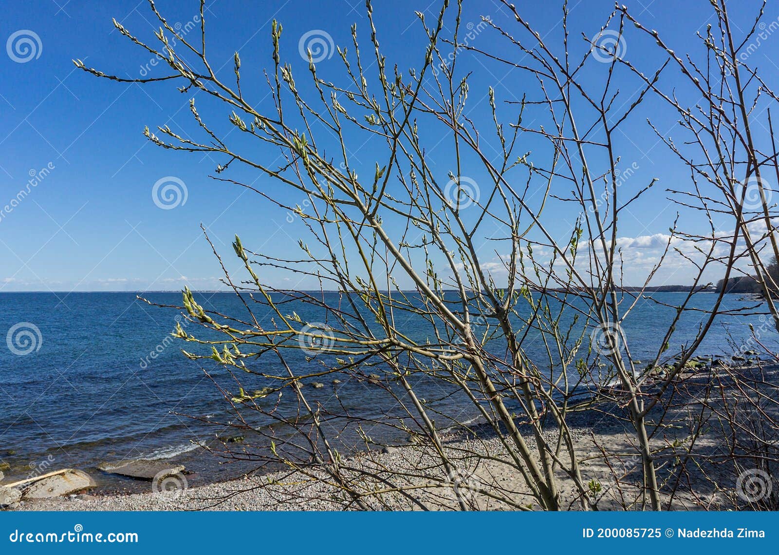 Early Spring on the Seashore, Young Leaves on Trees in Spring Stock ...
