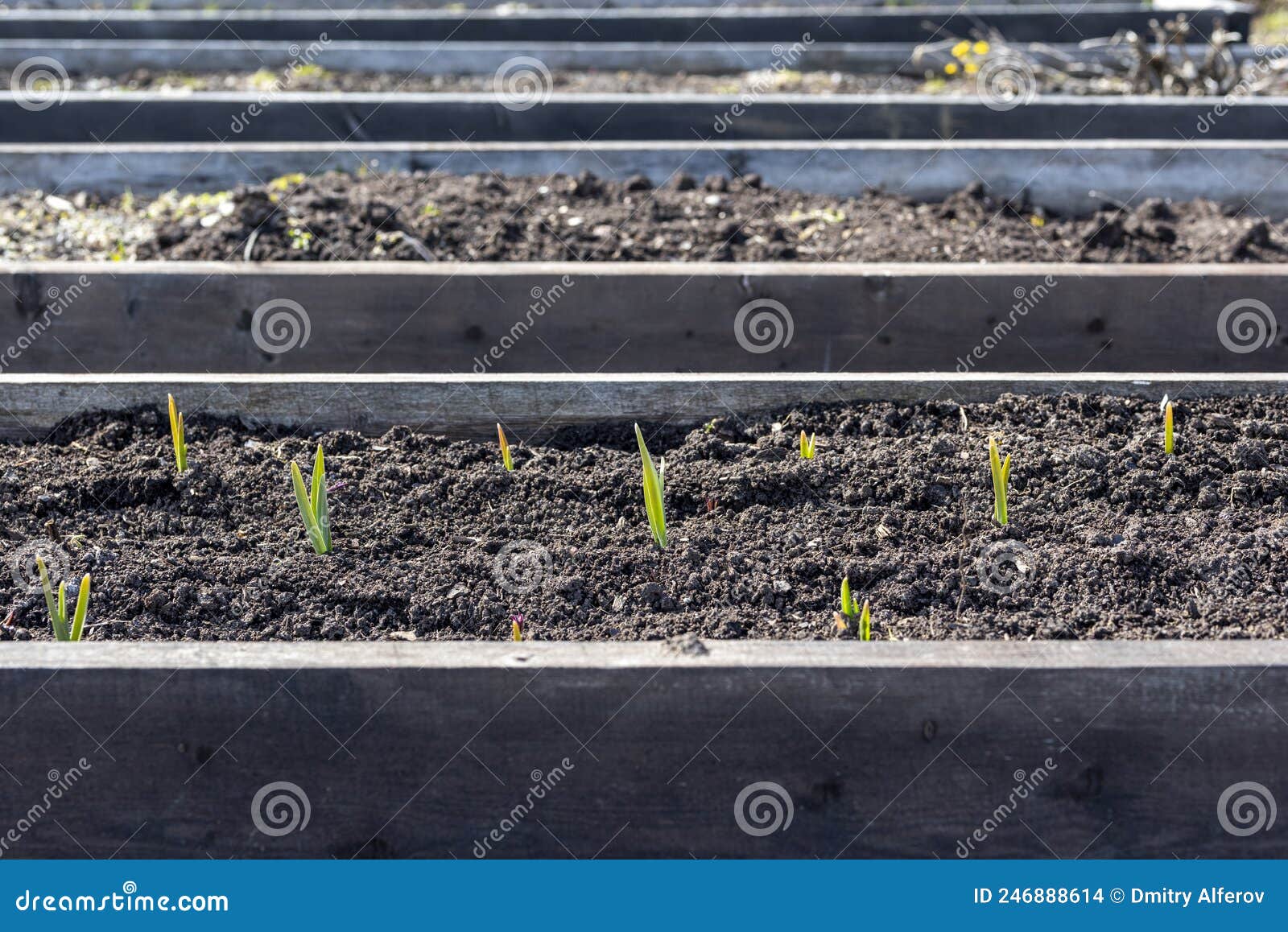 Early Spring Shoots in the Garden Stock Photo - Image of farm ...