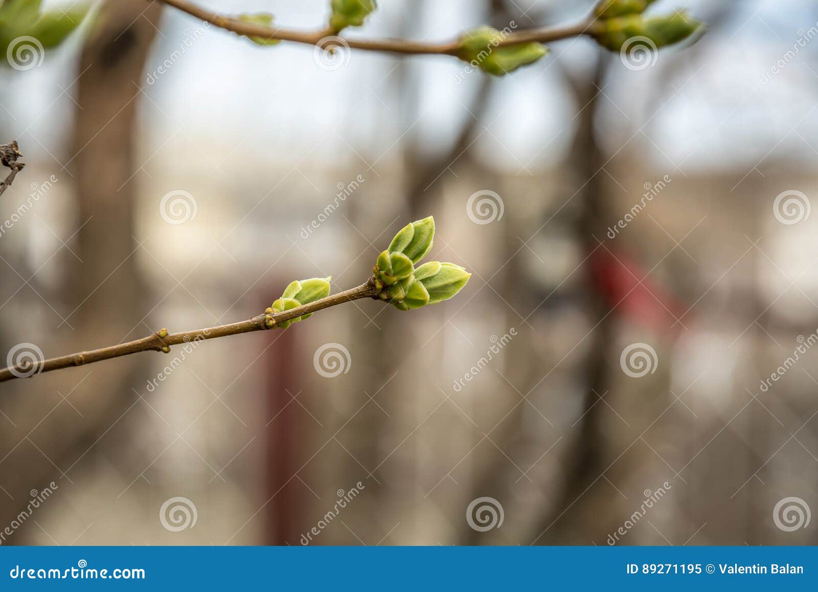 Early Spring Shoots with Leaves Blue Background Stock Image - Image of ...