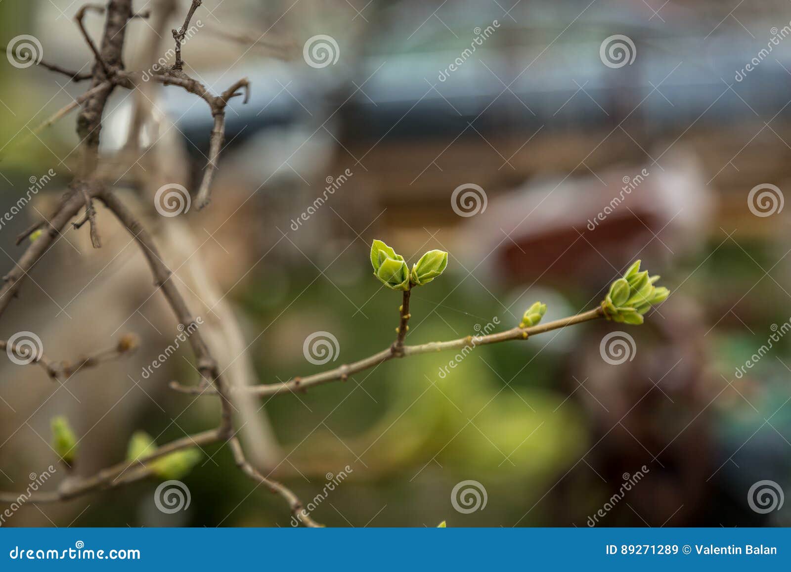 Early Spring Shoots with Leaves Blue Background Stock Image - Image of ...