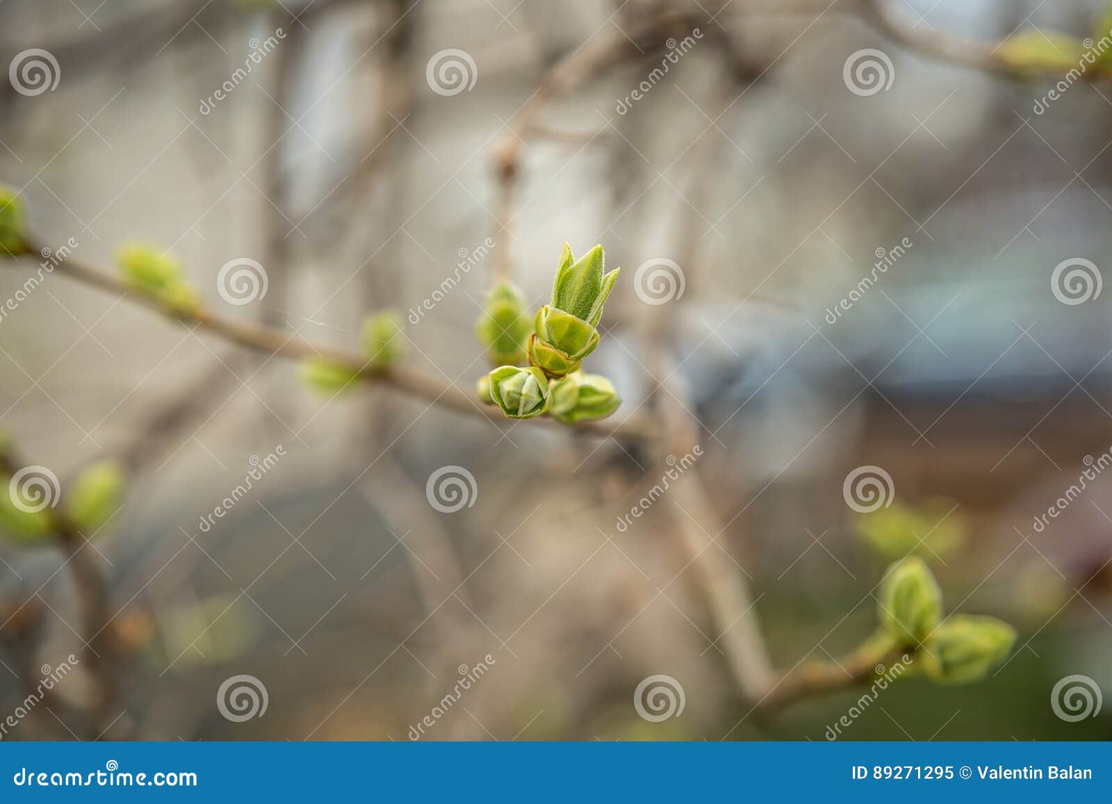 Early Spring Shoots with Leaves Blue Background Stock Image - Image of ...
