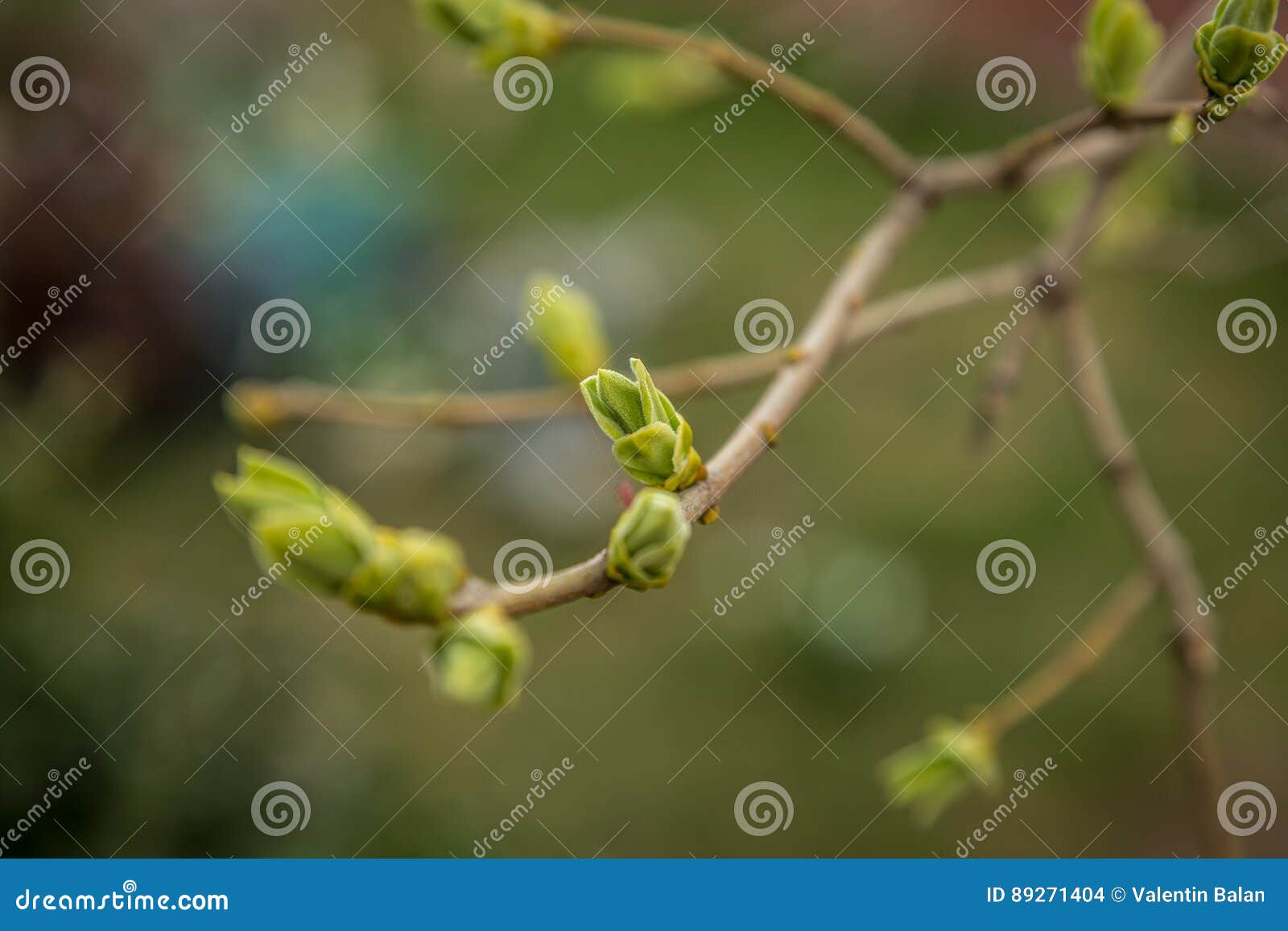 Early Spring Shoots with Leaves Blue Background Stock Photo - Image of ...
