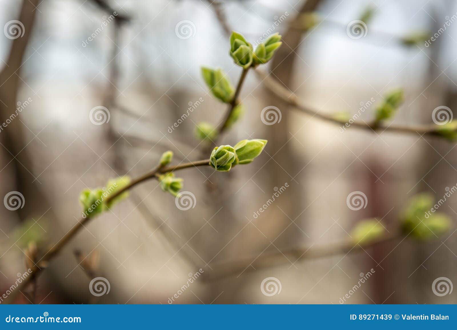Early Spring Shoots with Leaves Blue Background Stock Image - Image of ...