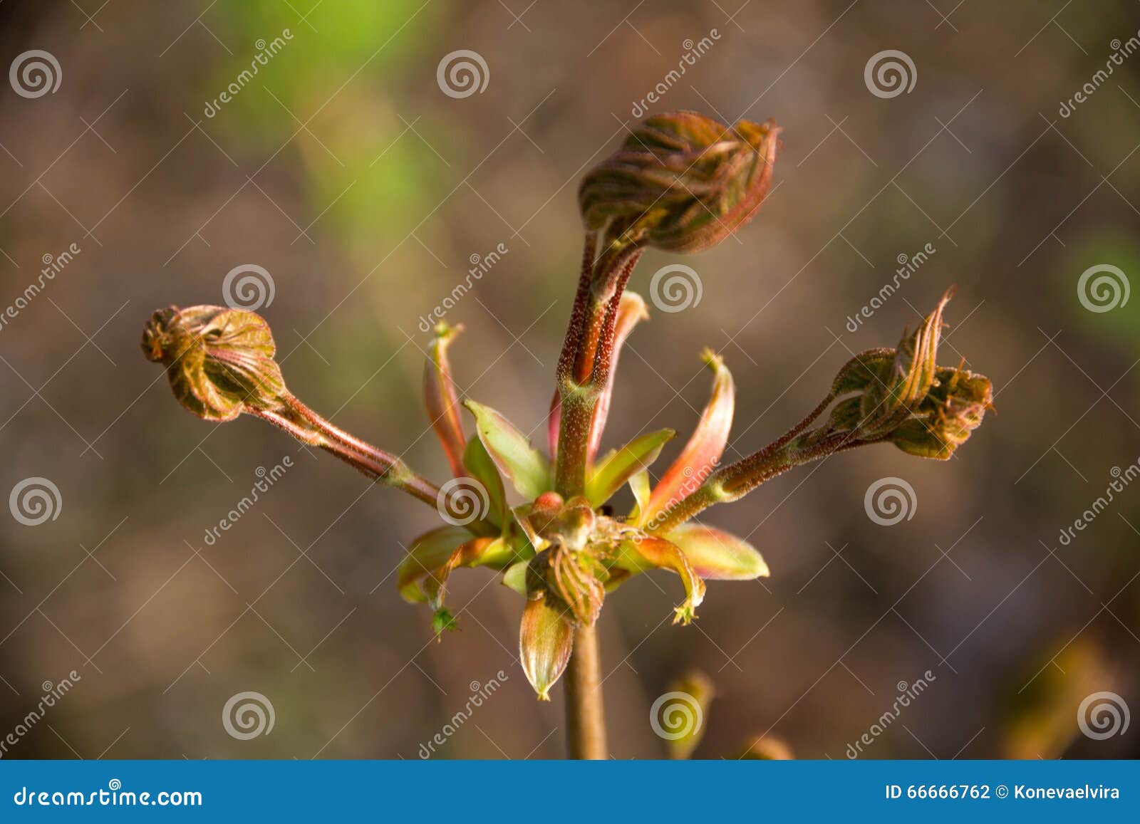 Early Spring Shoots with Tiny Leaves on Fuzzy Forest Light Lilac ...