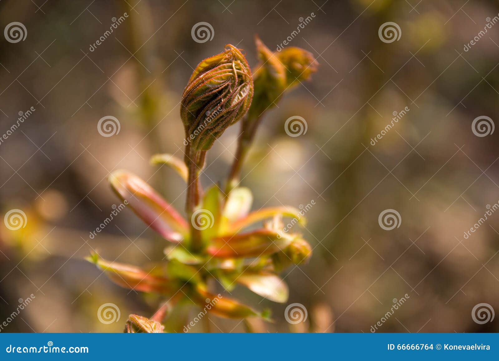 Early Spring Shoots with Tiny Leaves on Fuzzy Forest Light Lilac ...