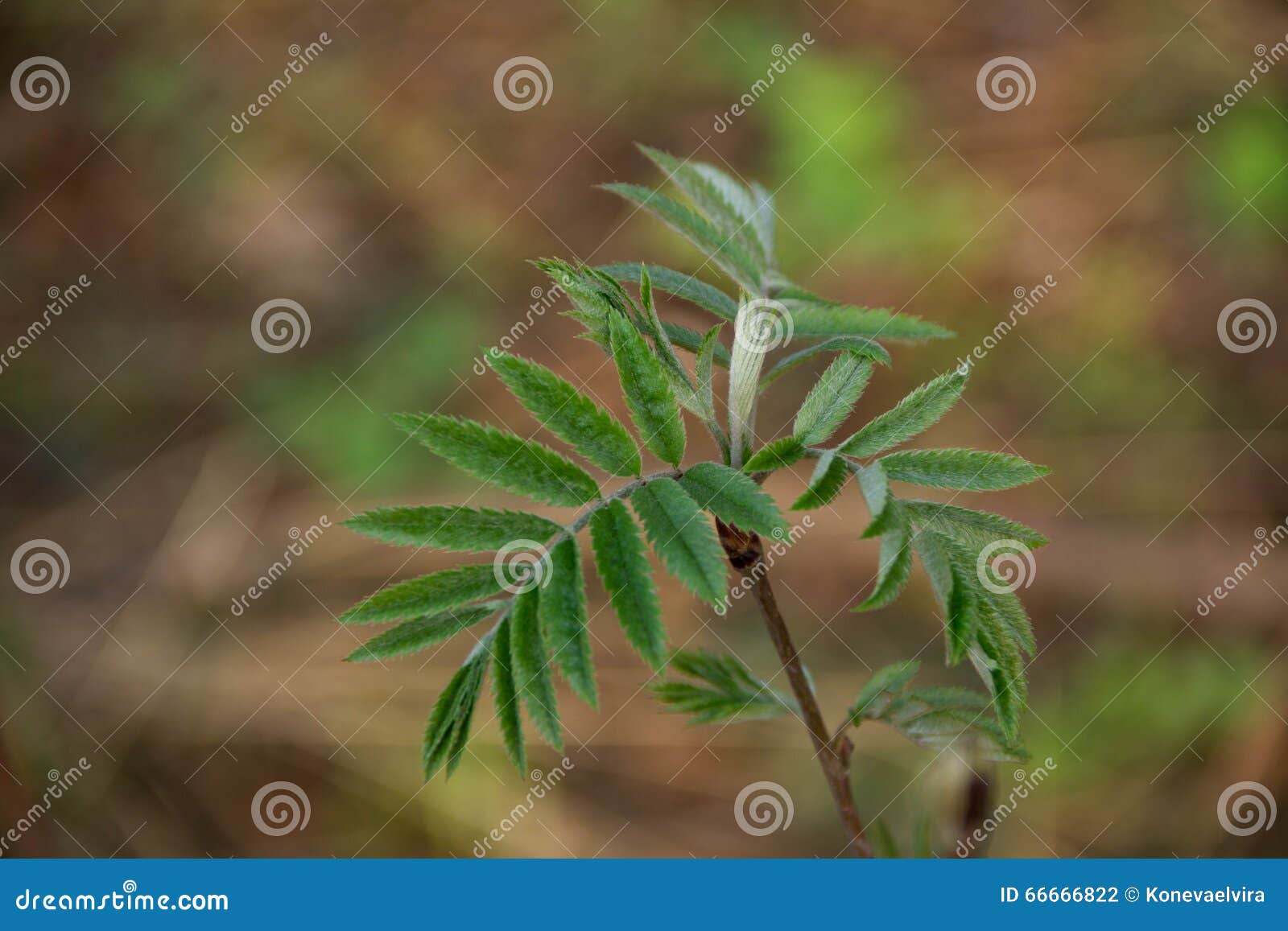 Early Spring Shoots with Tiny Leaves on Fuzzy Forest Light Lilac ...
