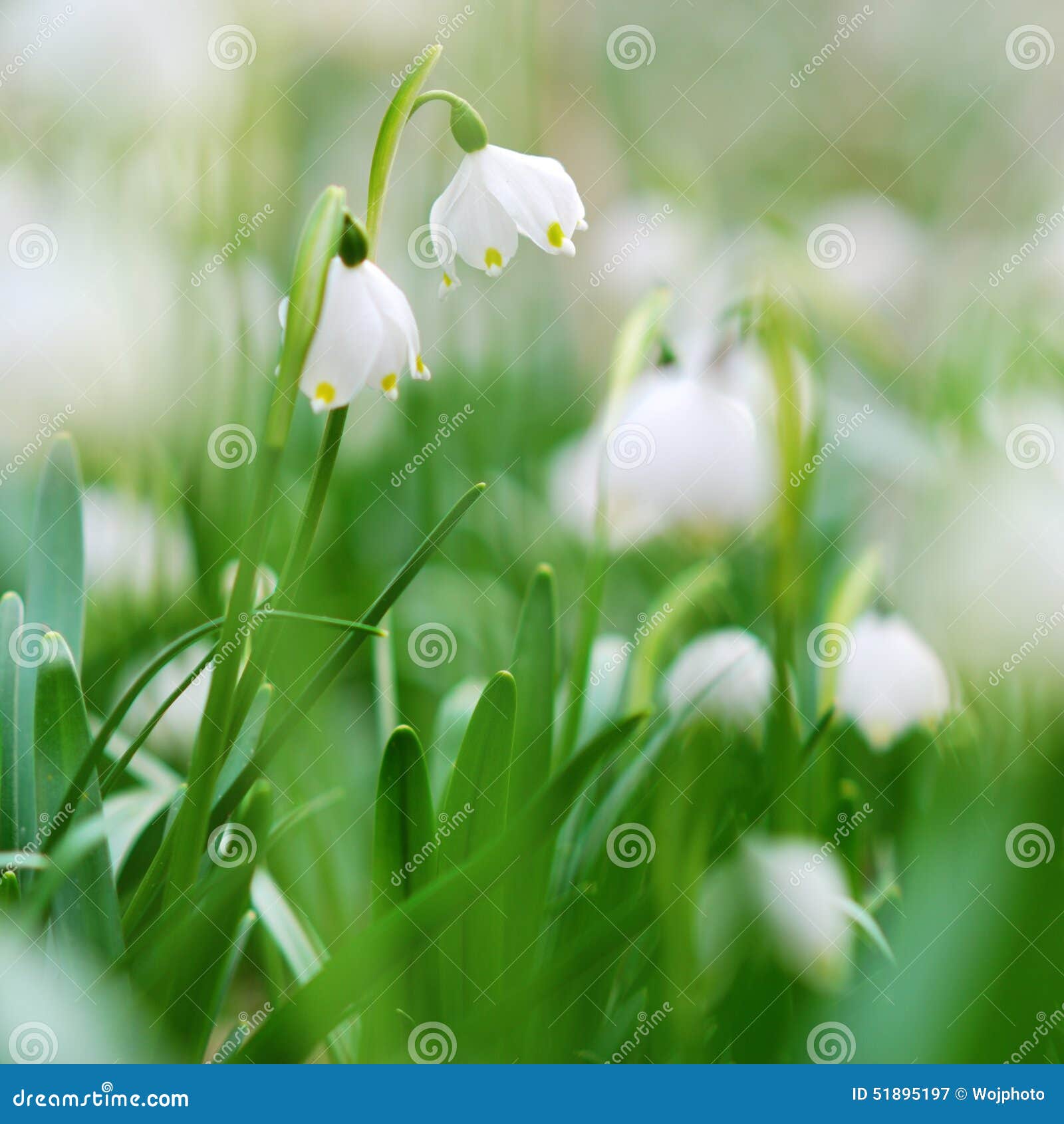 Early Spring Snowflake Flowers in Bloom Stock Image - Image of ...