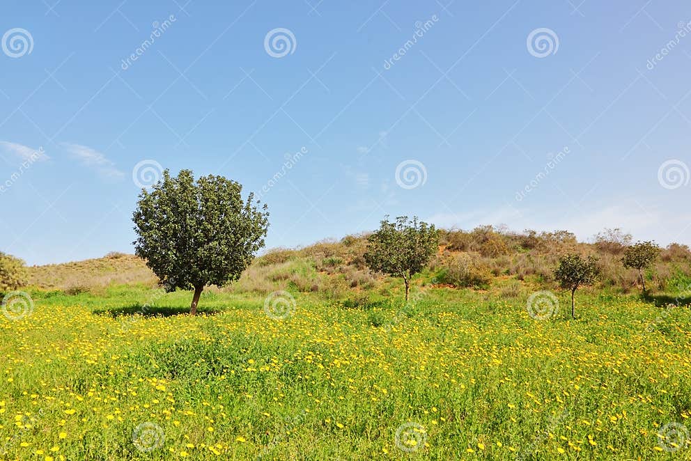 Early Spring in Southern Israel. Stock Photo - Image of horizon ...