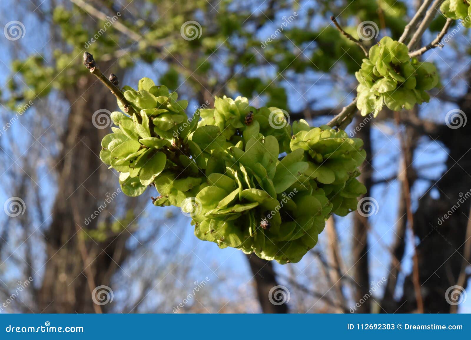Spring Sprout in a Sunny Day Stock Image - Image of leaves, beauty ...