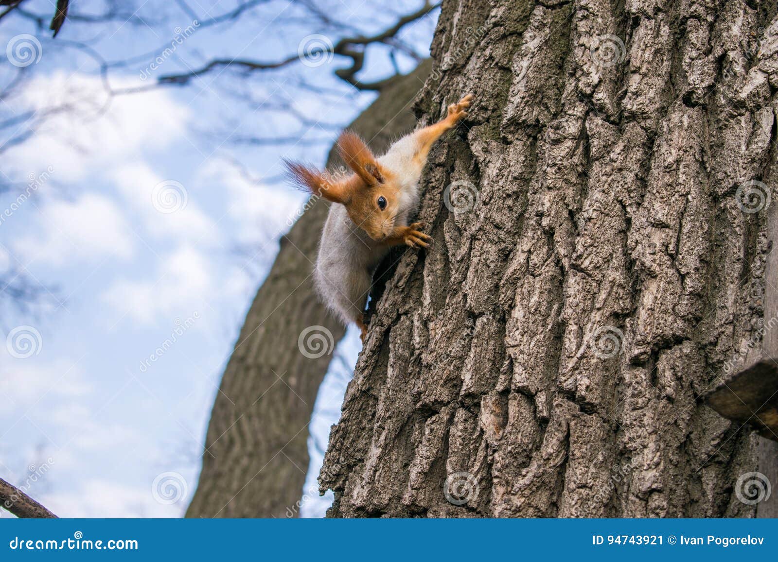 Early Spring. a Squirrel Crawls on a Tree without Leaves, with Light ...