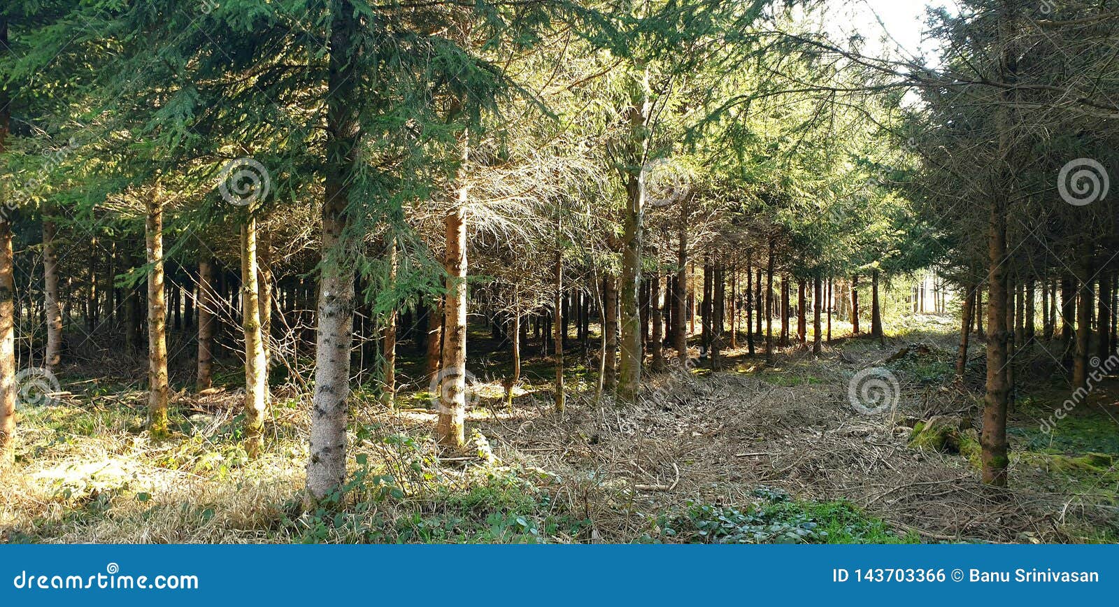 Early Spring Sunshine stock photo. Image of sunrays - 143703366