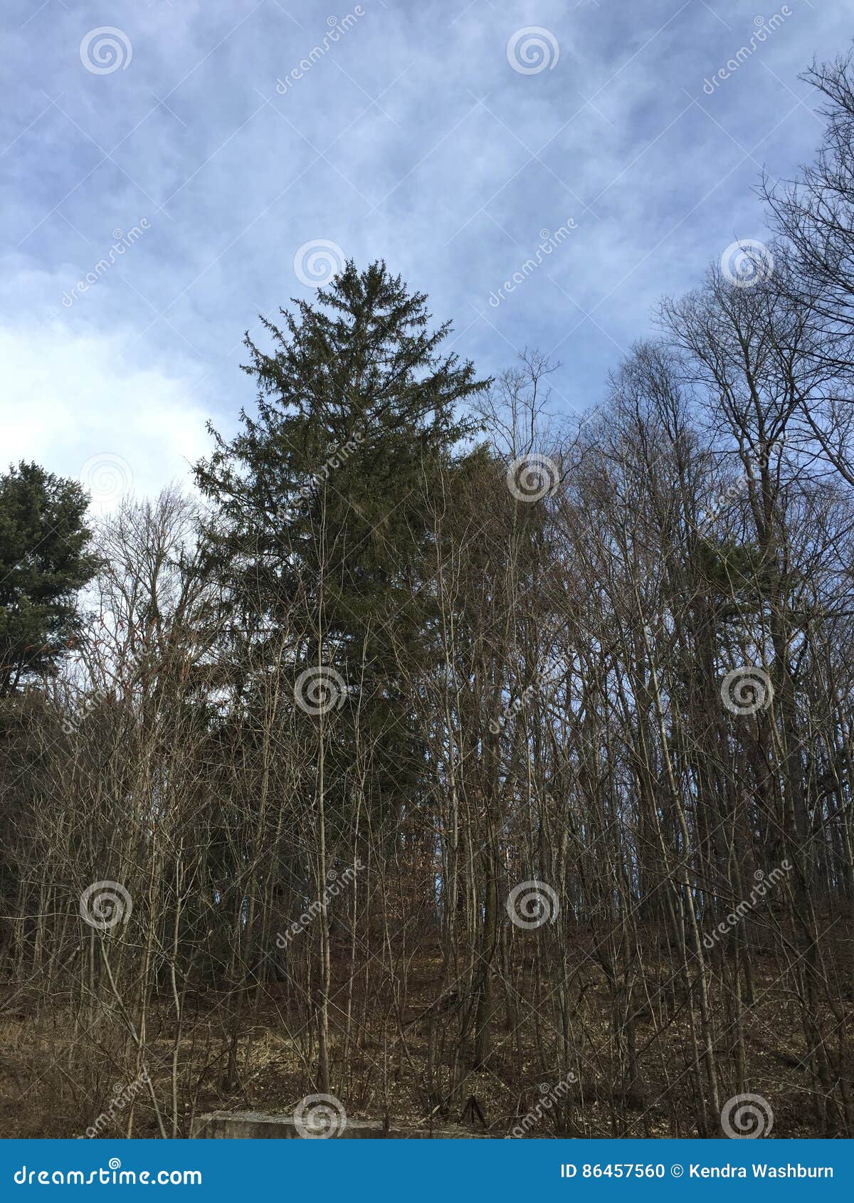 Early spring sunshine stock photo. Image of foilage, garden - 86457560