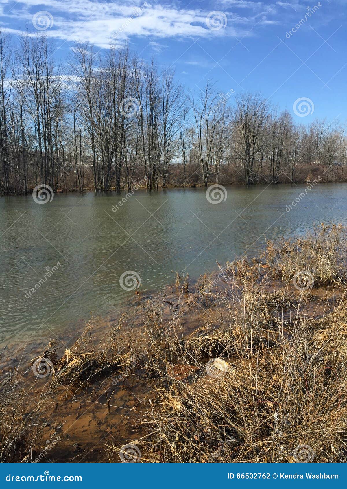 Early spring sunshine stock photo. Image of donner, geese - 86502762