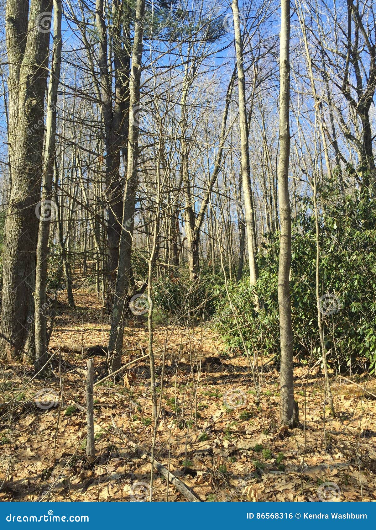 Early spring sunshine stock photo. Image of foilage, garden - 86568316