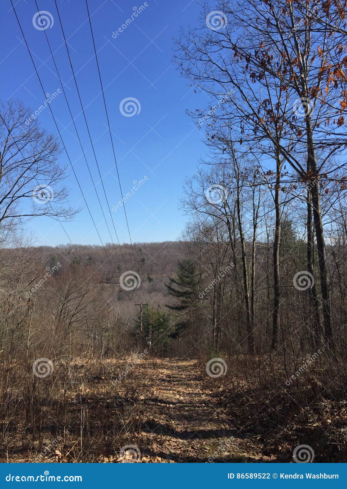 Early spring sunshine stock photo. Image of forest, crafts - 86589522