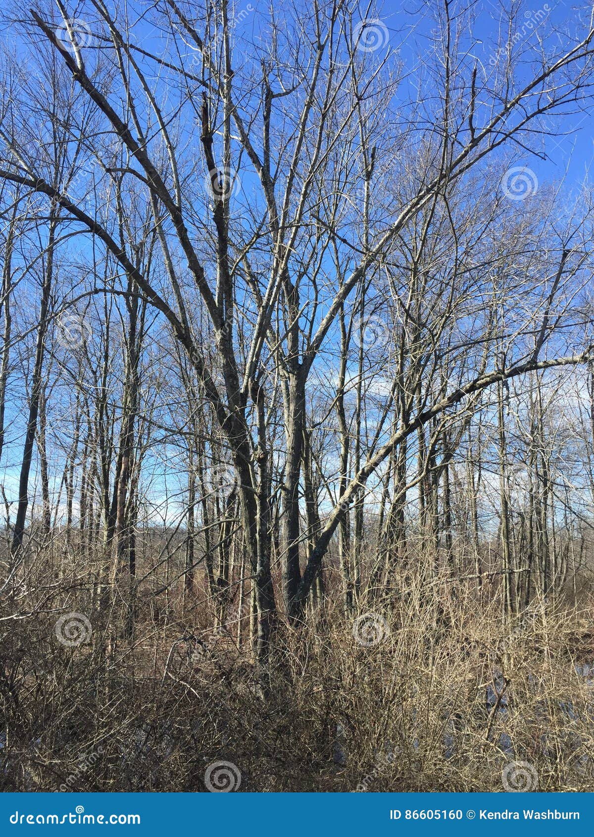 Early spring sunshine stock photo. Image of fountain - 86605160
