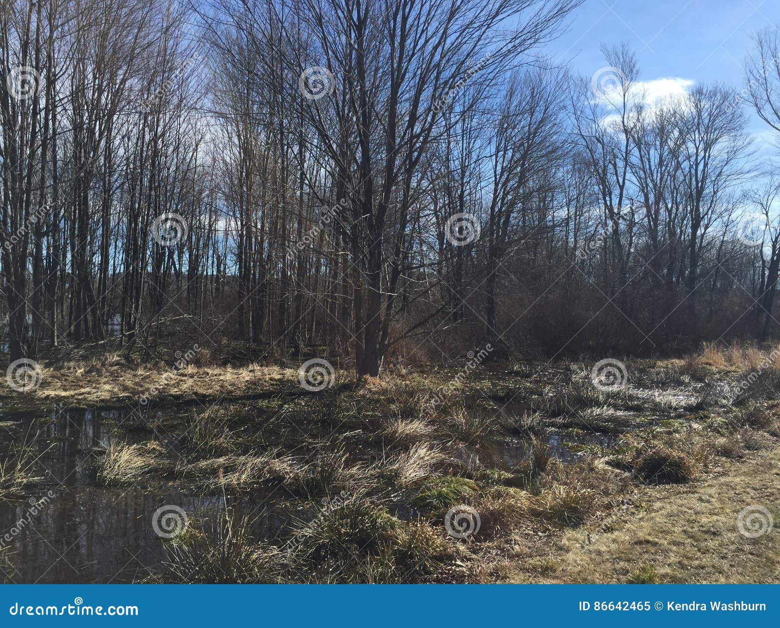 Early spring sunshine stock image. Image of feather, dawn - 86642465