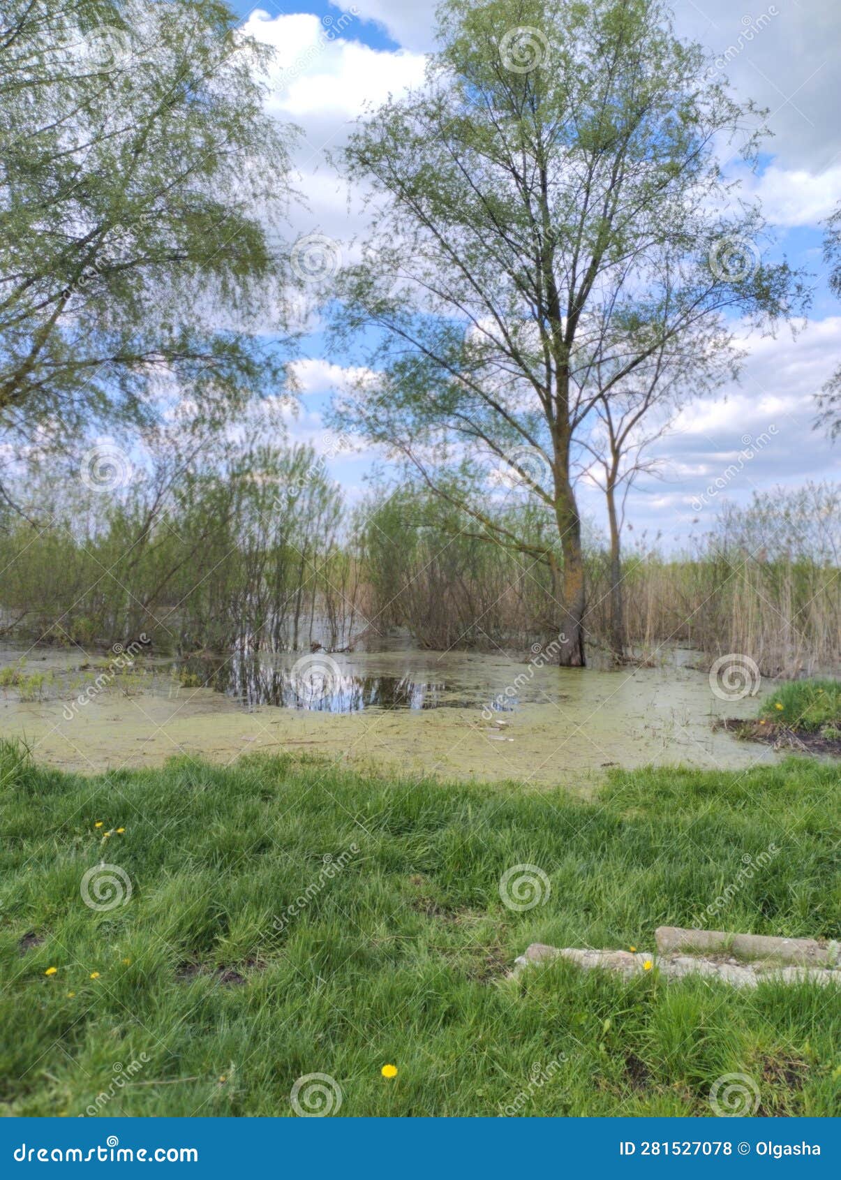 Early Spring Tender Landscape, River Flood, Swamp Stock Photo - Image ...