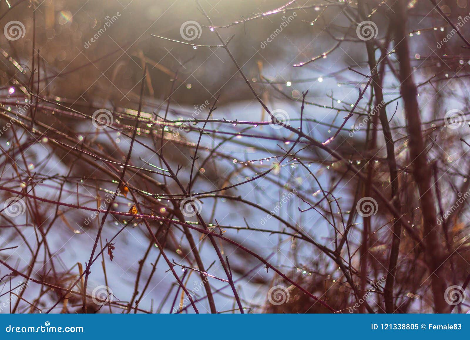 Early Spring Thaw in Forest Stock Image - Image of water, morning ...
