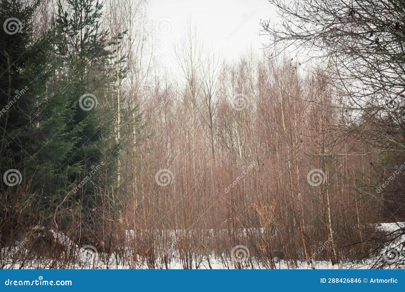 Early Spring Time Scene in Forest with Many Thin Leafless Trees and ...