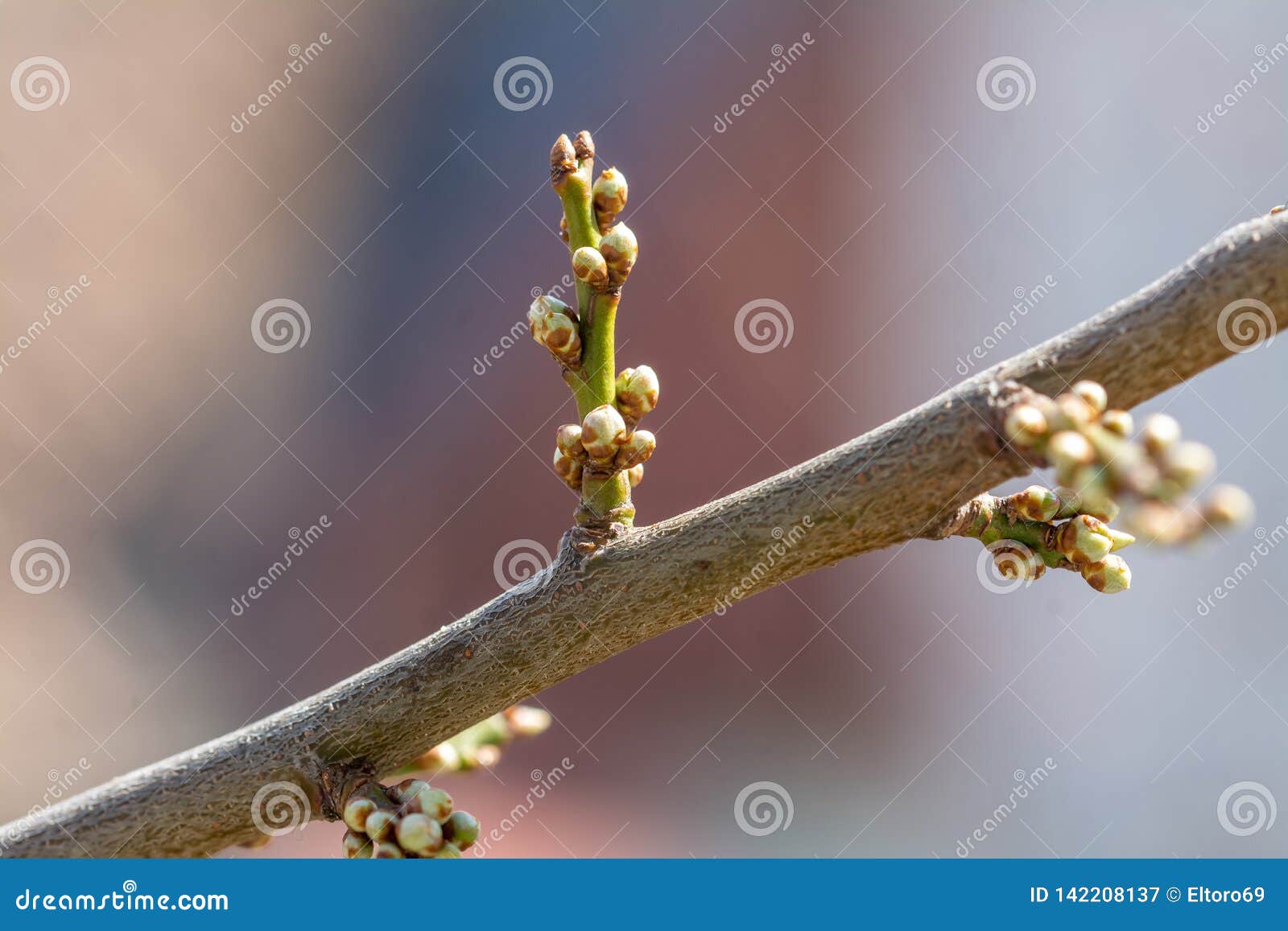 Early spring tree bud stock image. Image of tree, floral - 142208137