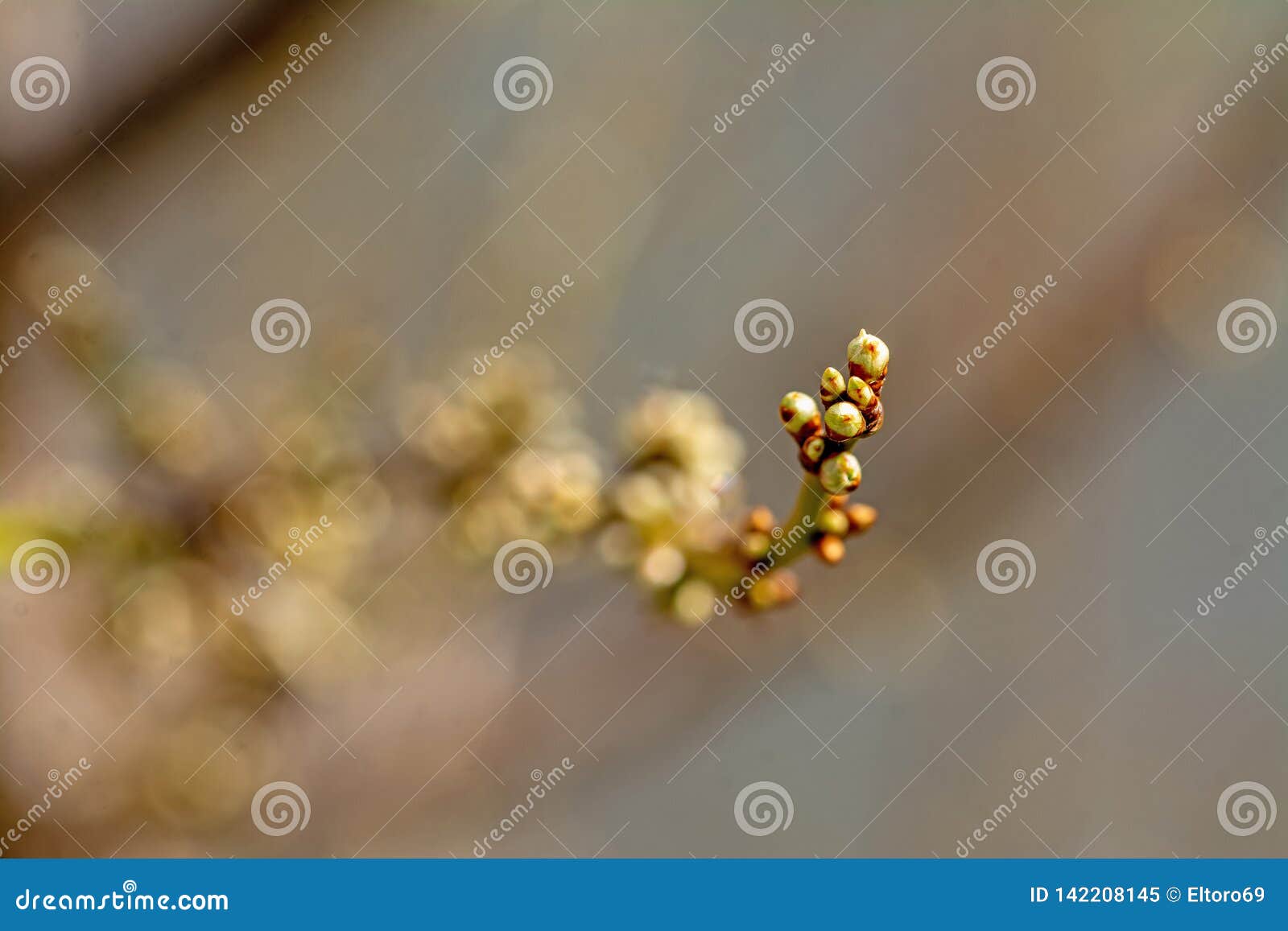 Early spring tree bud stock image. Image of beautiful - 142208145
