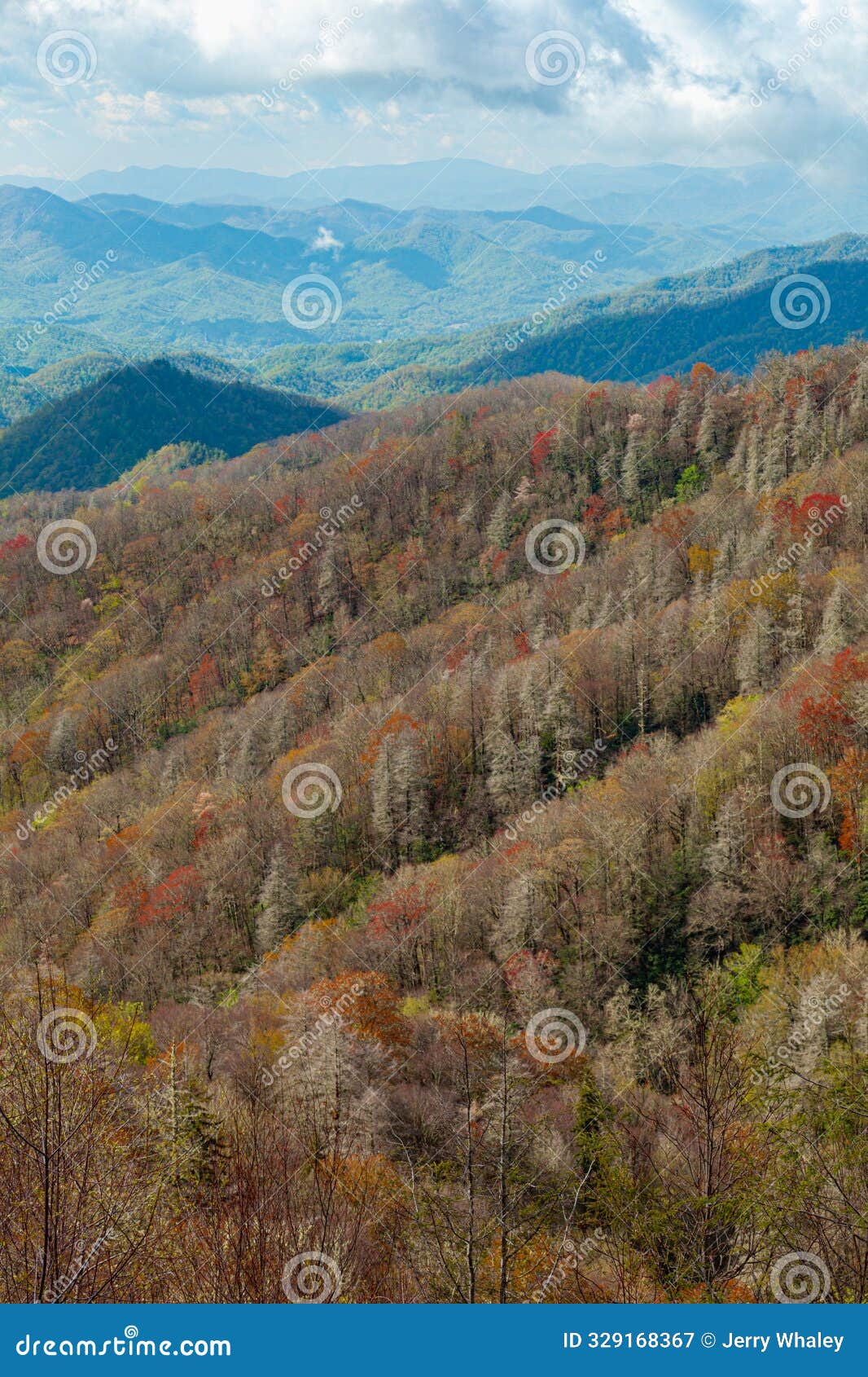 Early Spring, Trees Budding Stock Image - Image of appalachian ...