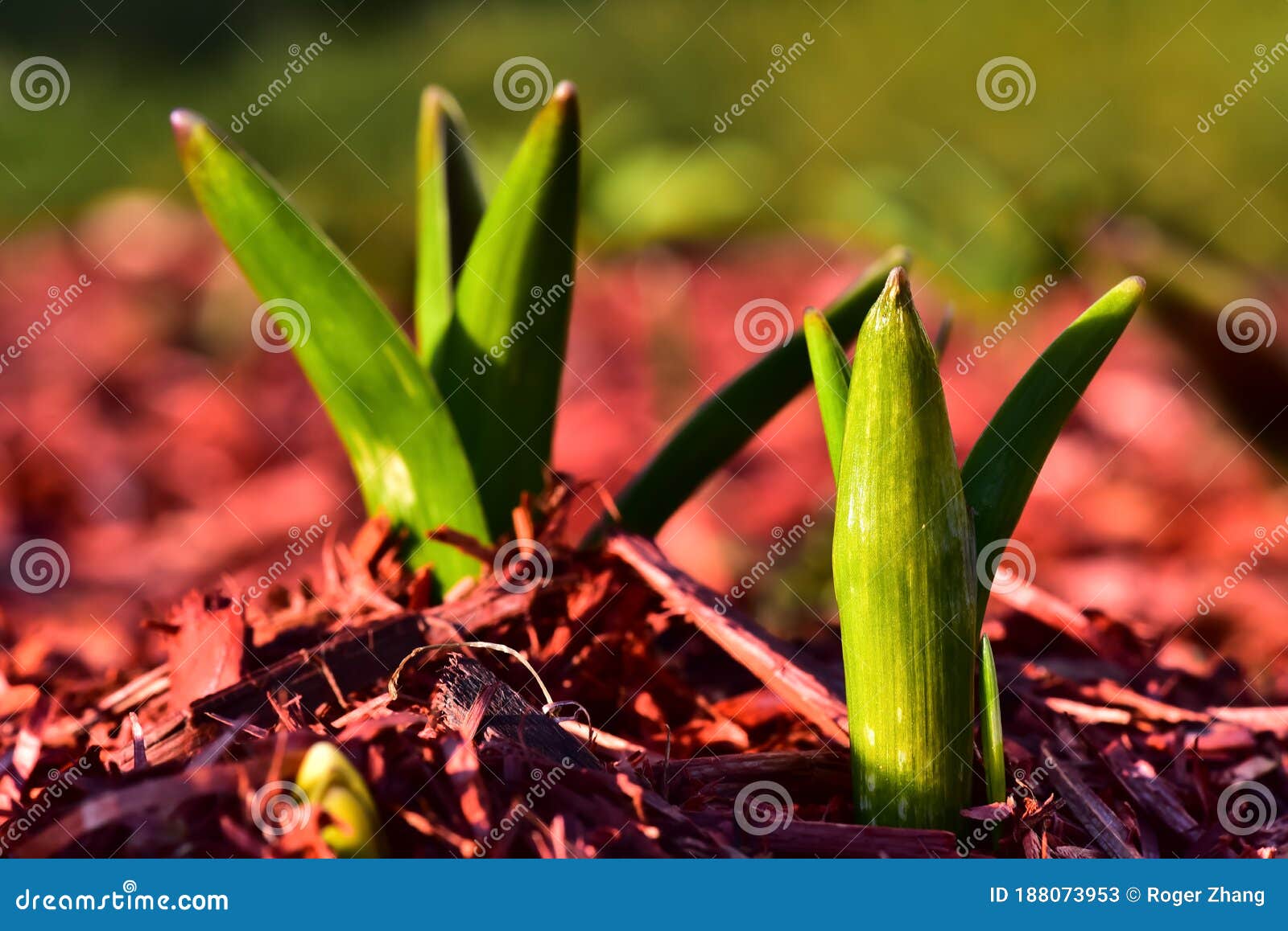 Early spring shoots stock image. Image of flower, plant - 188073953