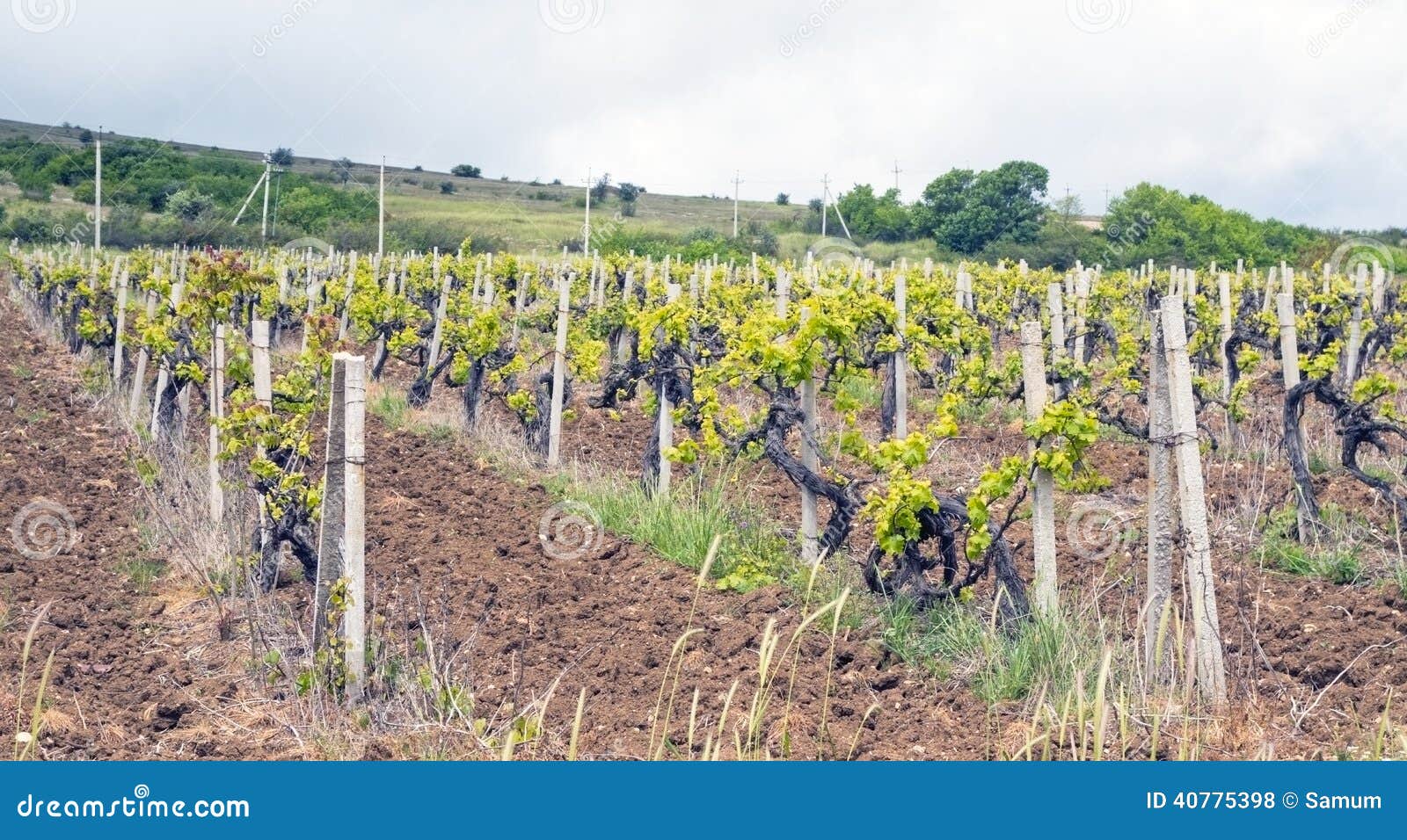 Early Spring Vineyard stock photo. Image of nature, field - 40775398