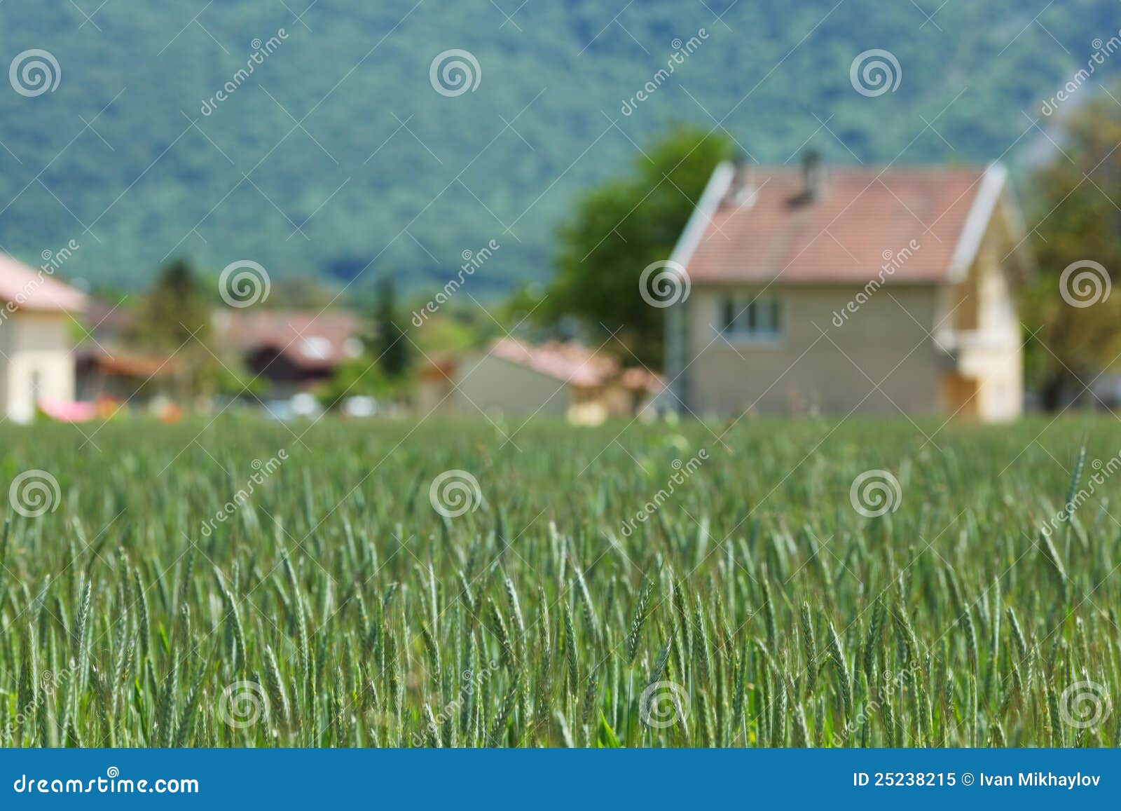 Early spring wheat field stock image. Image of bread - 25238215
