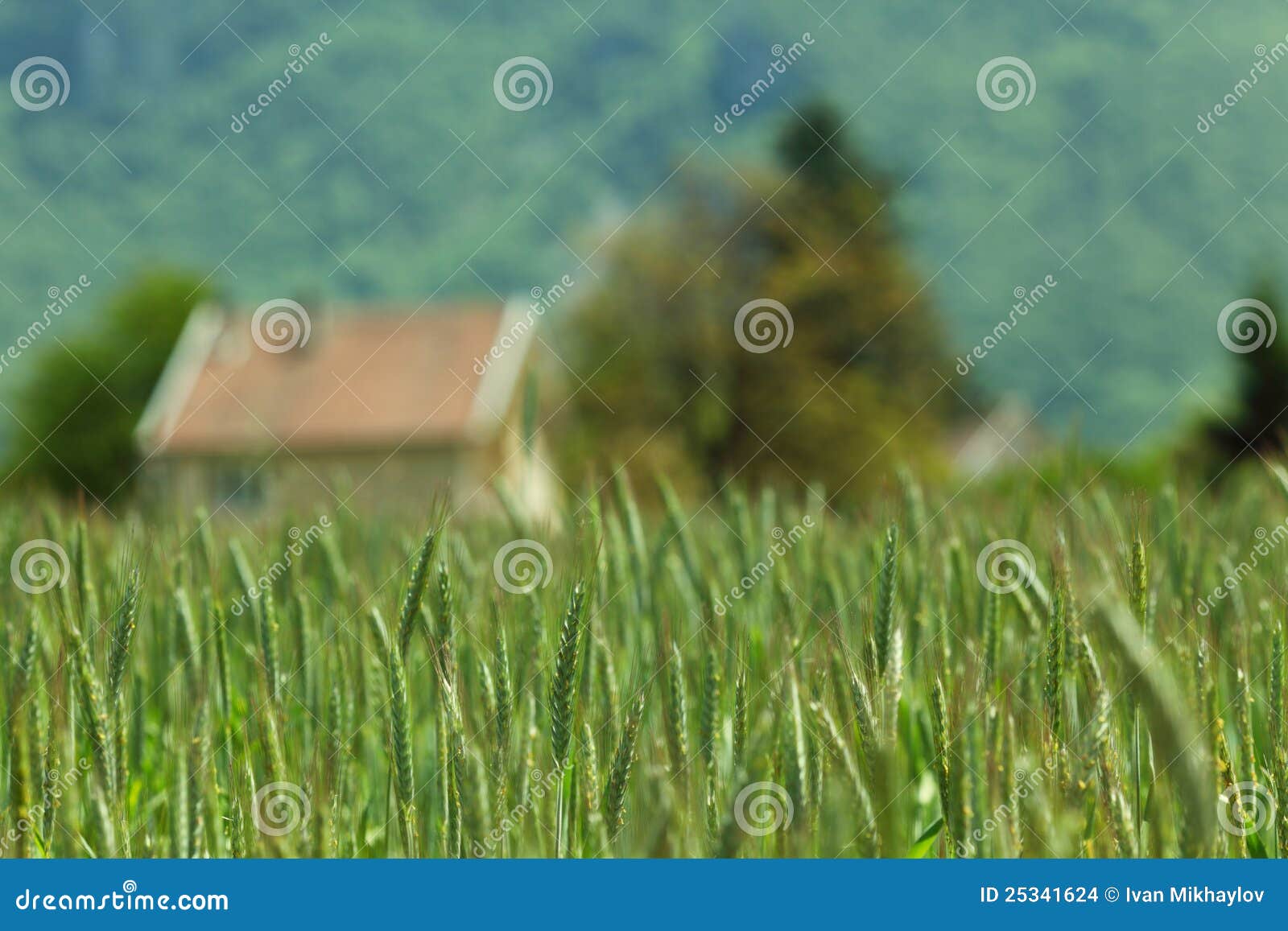 Early spring wheat field stock photo. Image of colorful - 25341624