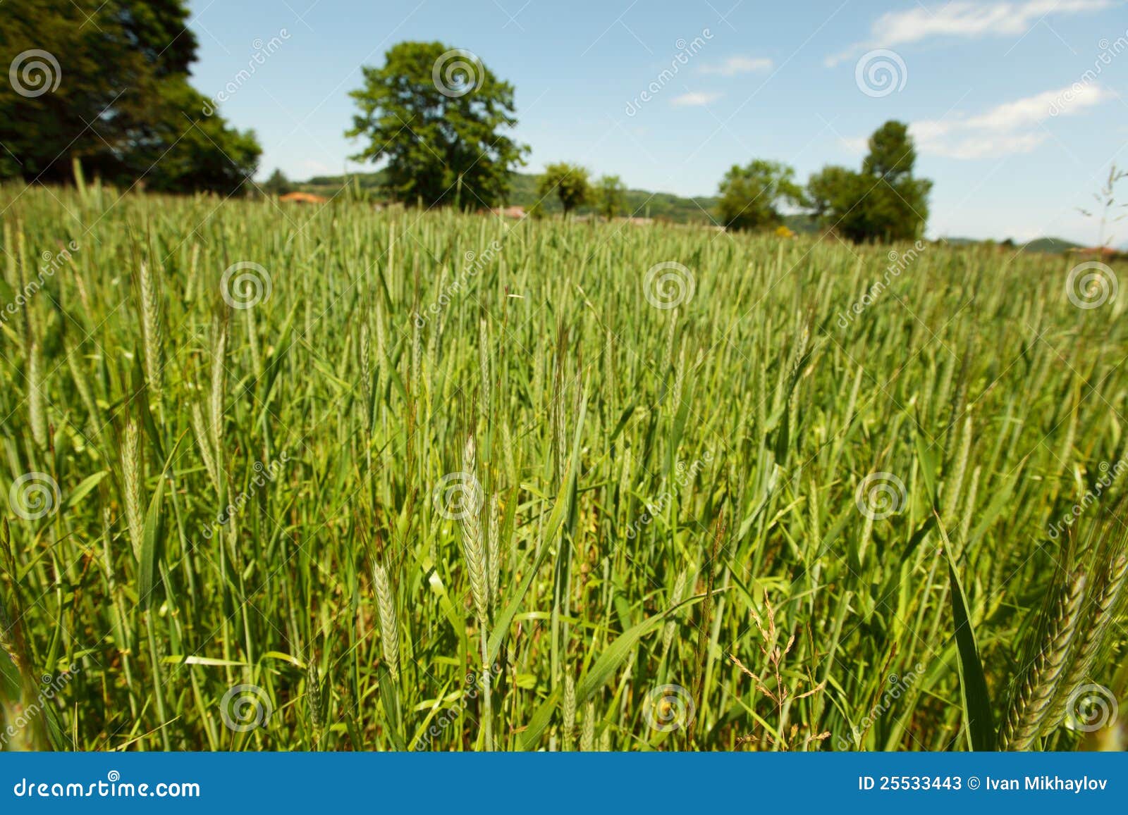 Early spring wheat field stock image. Image of grass - 25533443