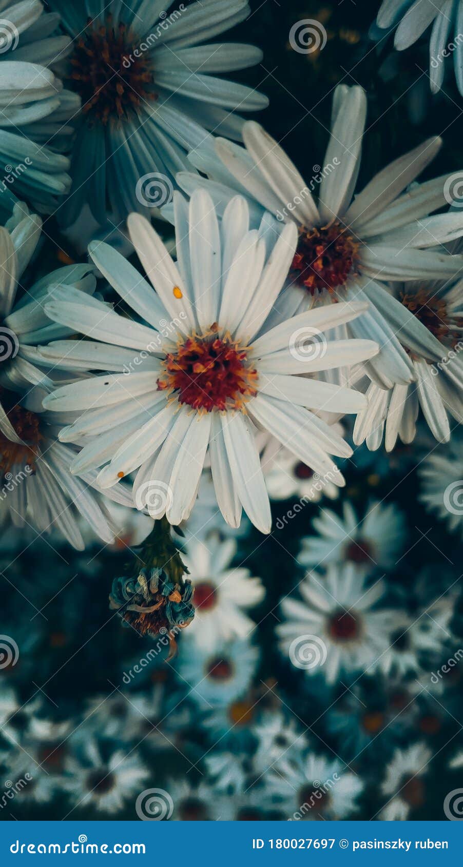 Early Spring White Flower in Nature Stock Image - Image of white ...