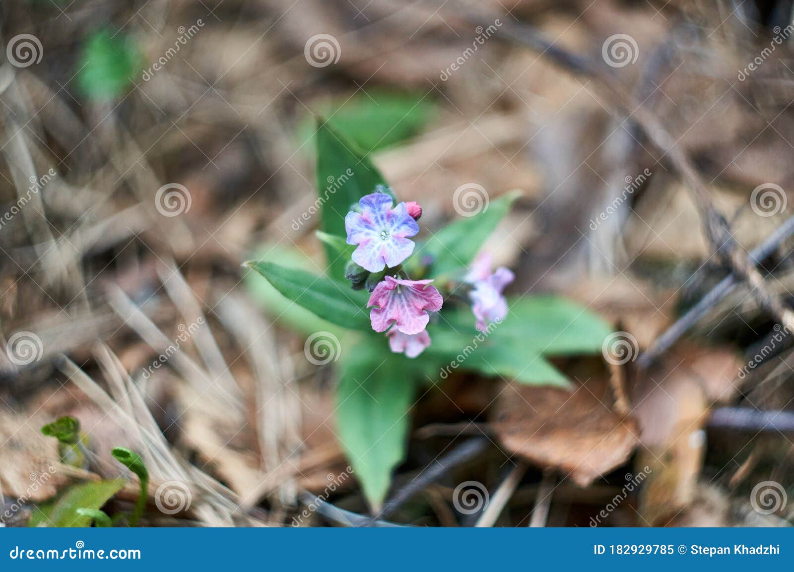 Early Spring Wild Flowers of the Forest Stock Image - Image of dreamy ...