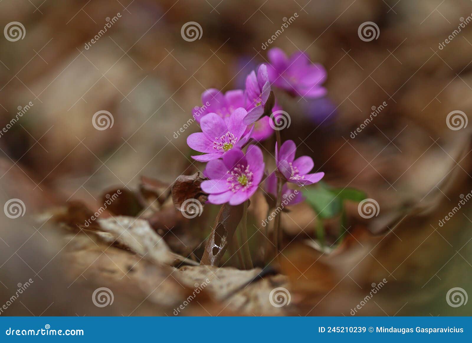 Early Spring Wild Forest Flowers Stock Image - Image of wild, macro ...