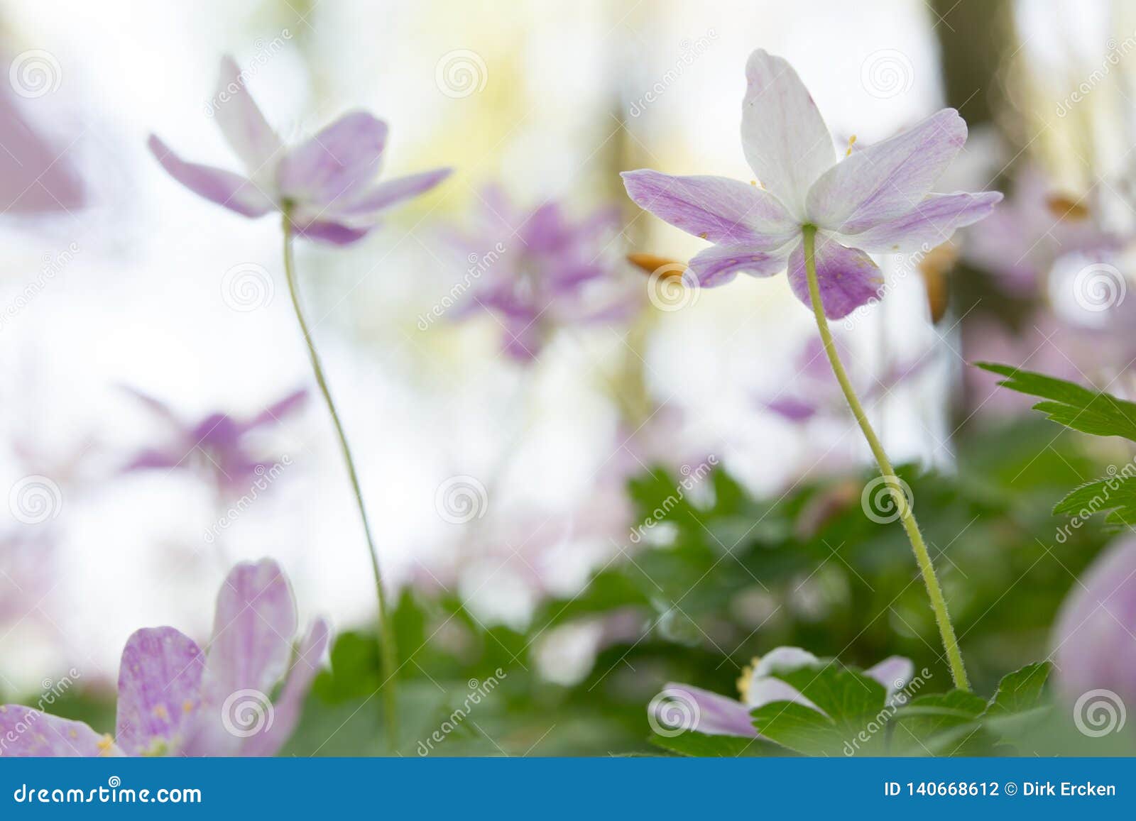 Early Spring Wildflowers Reaching for the Sky Stock Photo - Image of ...