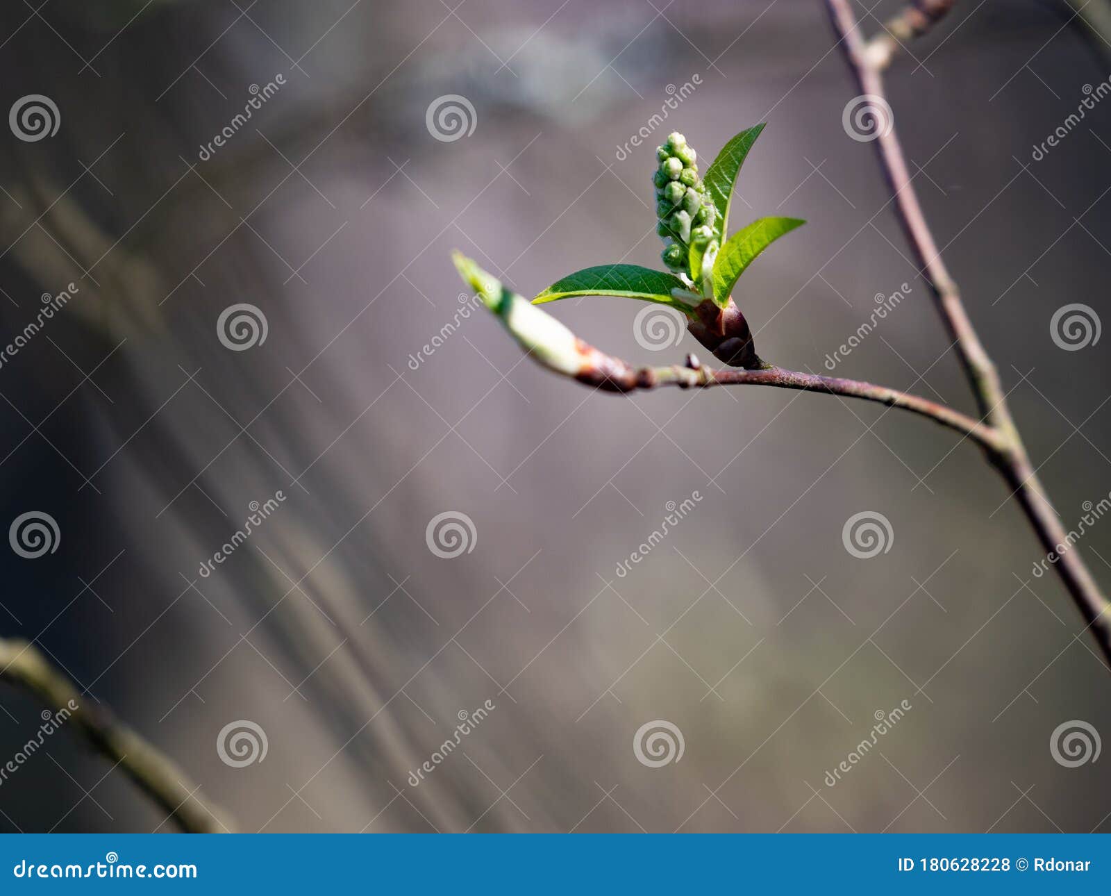 Early spring willow sprout stock photo. Image of crown - 180628228