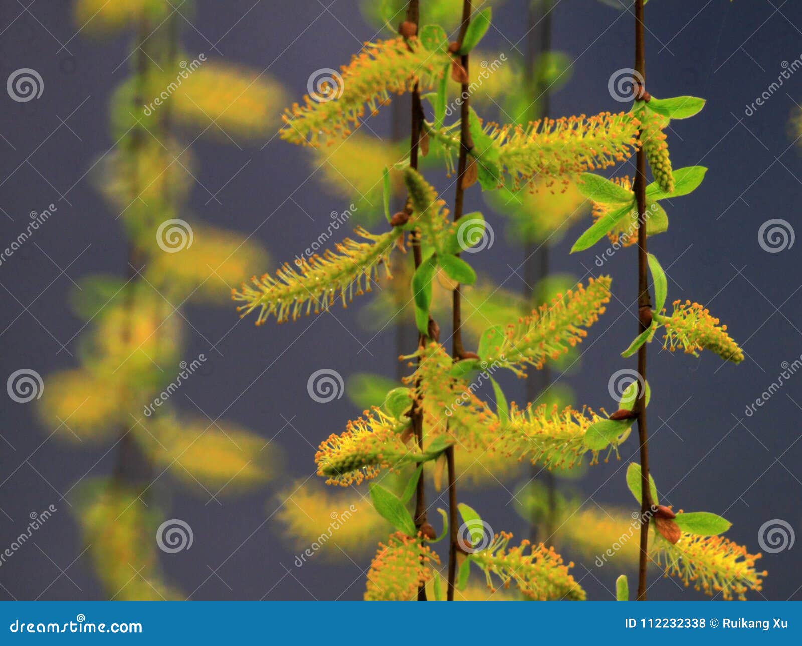 Early spring willow sprout stock photo. Image of blossoms - 112232338