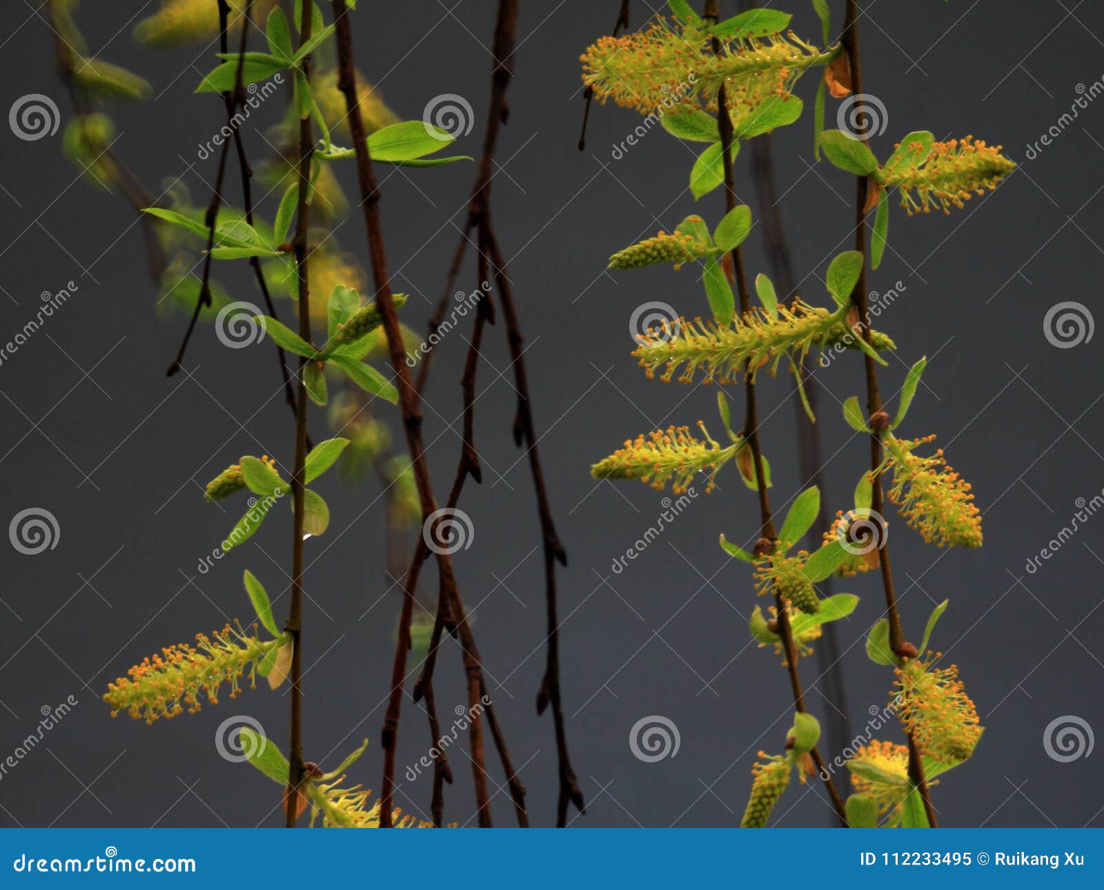 Early spring willow sprout stock image. Image of sproutn201803 - 112233495