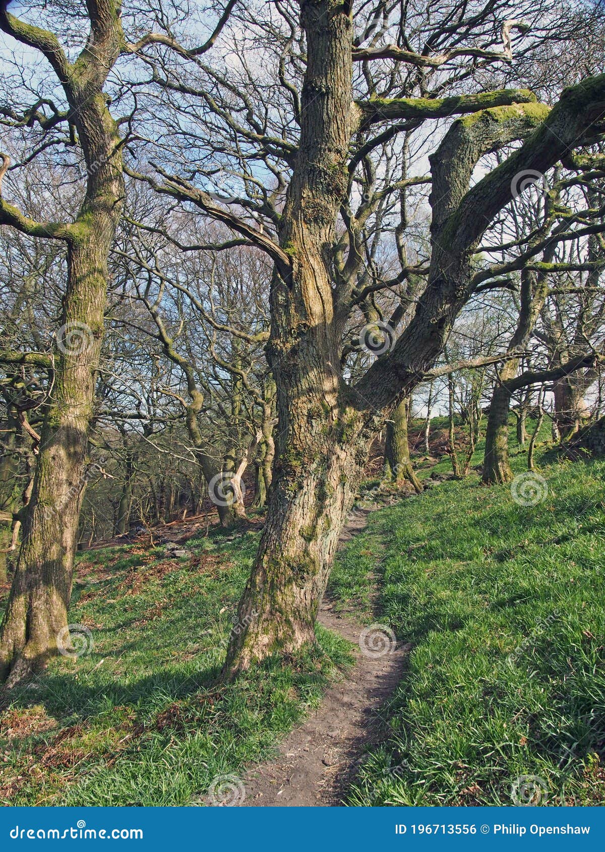 Early Spring Woodland Scene with a Path between Twisted Old Trees with ...