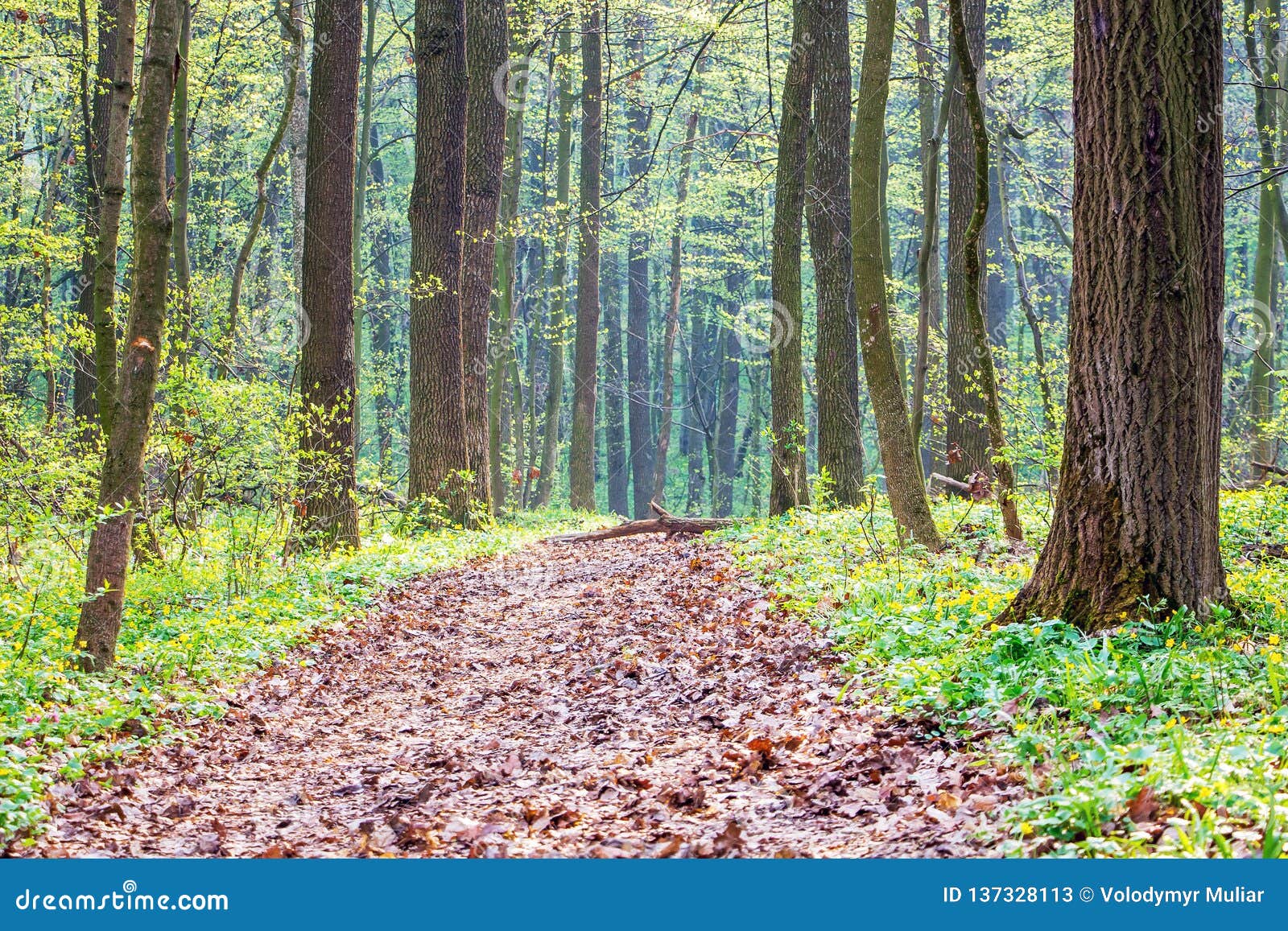 Early Spring in the Woods. the Road is Covered with Dry Leaves, in the ...
