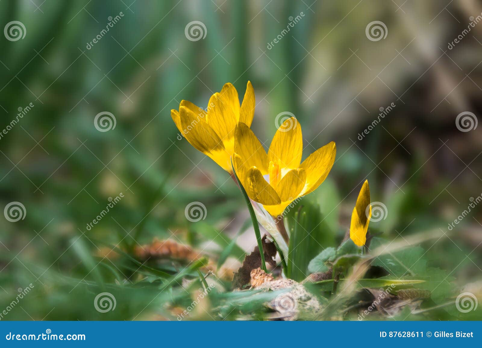 Early Spring Yellow Crocuses Flowers Stock Image - Image of garden ...