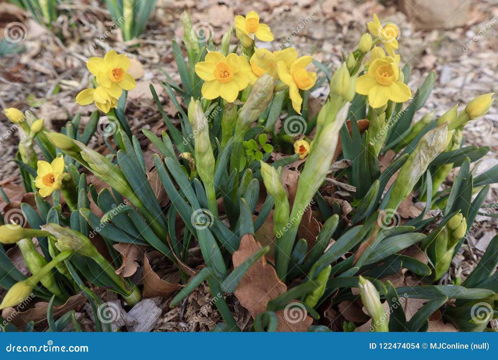 Spring Daffodils stock photo. Image of springtime, yellow - 122474054